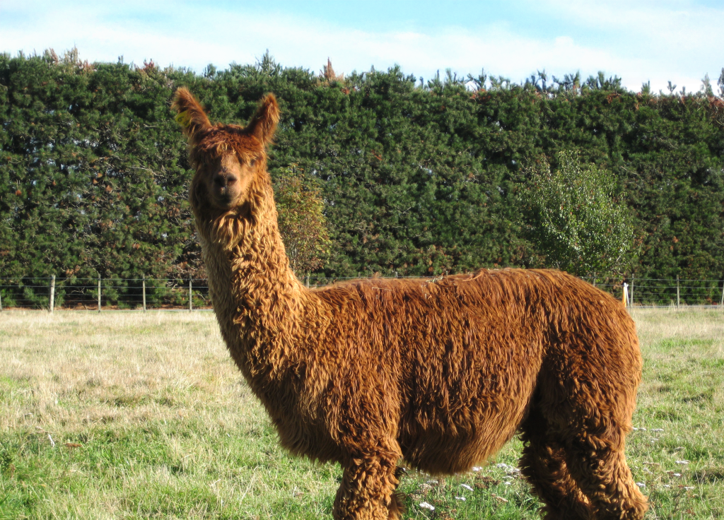 ALPACA – unique animals with unique requirements - NRM - Feed To Succeed